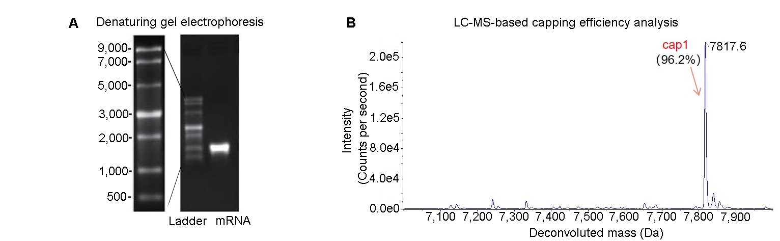 VectorBuilder | Revolutionize Your Cloning Experience
